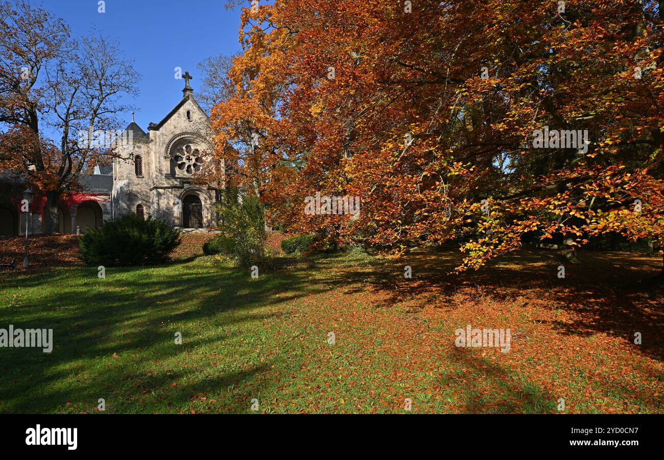 PRODUCTION - 24 October 2024, Thuringia, Weimar: Colorful autumn leaves ...