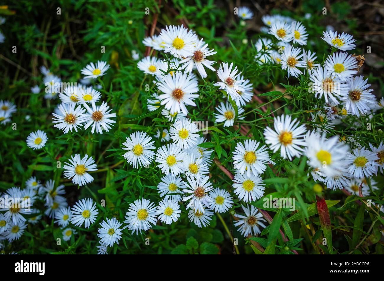 Simple yellow daisies hi-res stock photography and images - Alamy