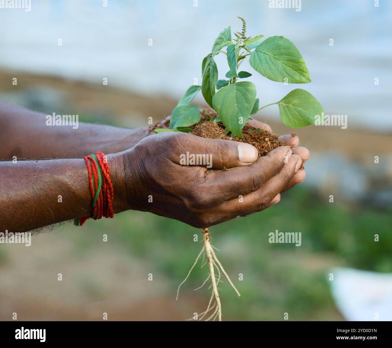 Rough hands gently cradle a young plant, roots exposed, symbolizing ...