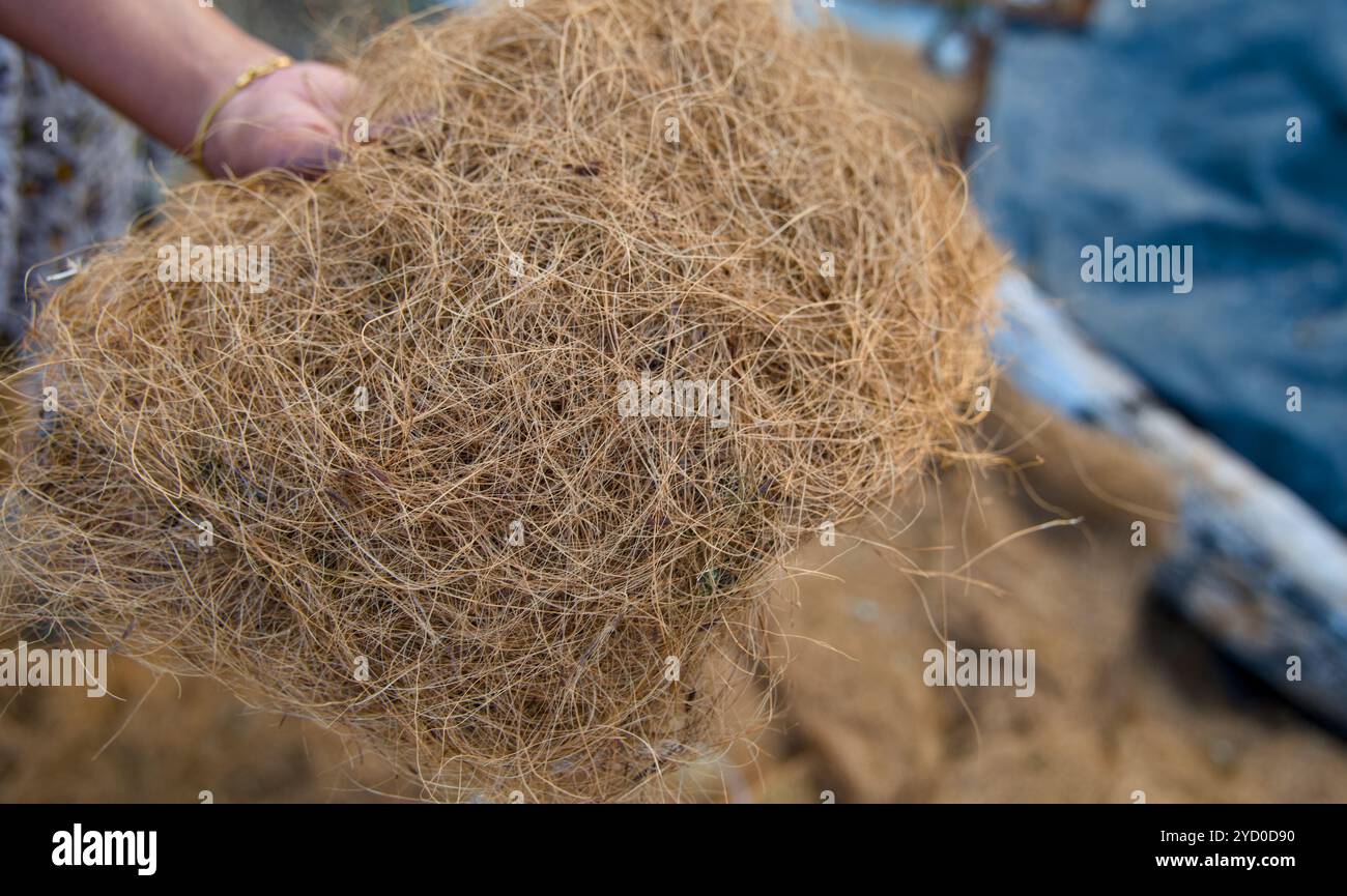 Hands clutching a bundle of raw coconut fiber, showcasing its texture ...