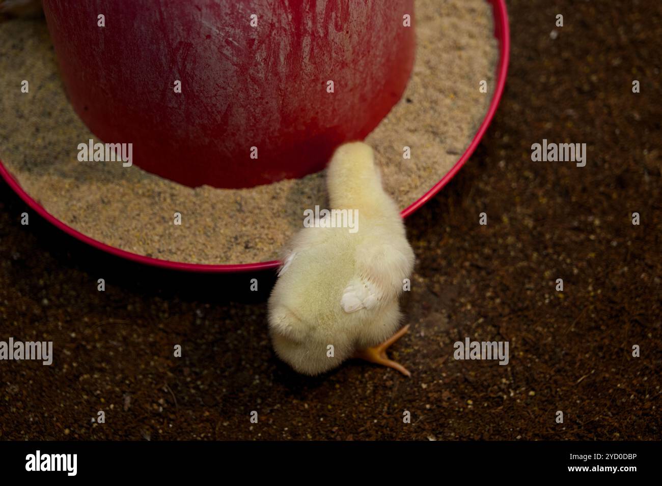 Adorable yellow chick dives headfirst into a red feeder, showcasing the ...