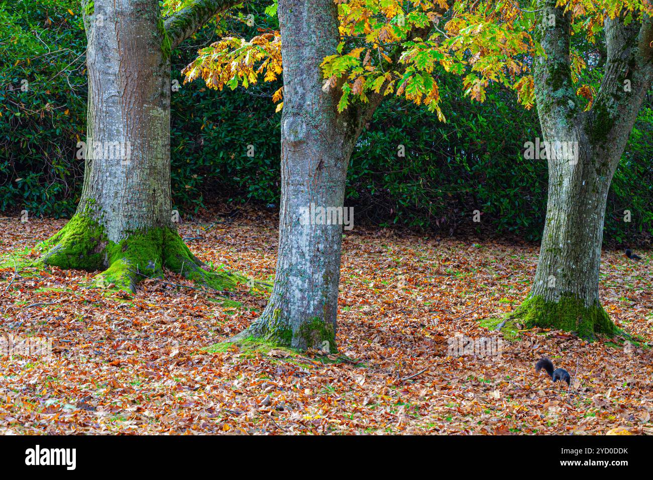Mature tree trunks with fallen leaves and a black squirrel in Steveston ...
