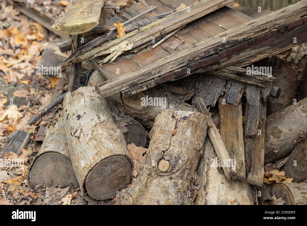 Pile of weathered wooden logs and broken boards in the forest in autumn ...