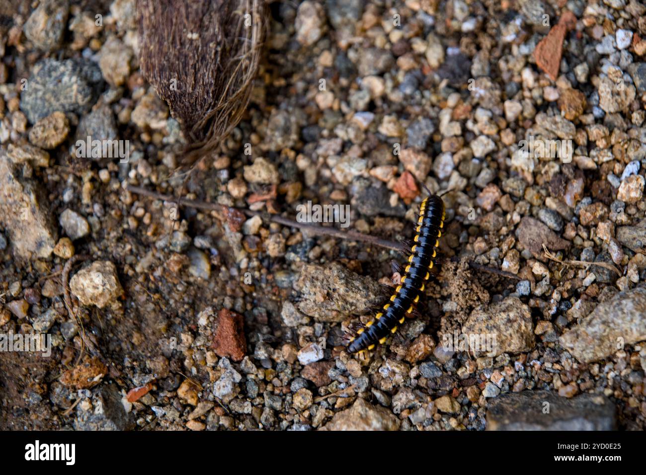 A vibrant yellow-banded millipede traverses a rough and rocky path ...