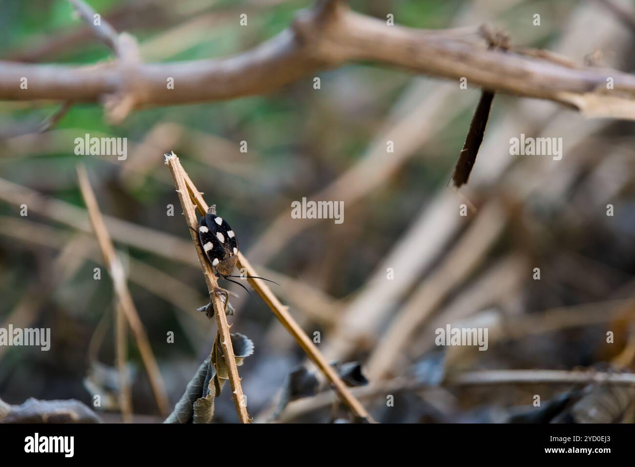A black and white spotted stink bug perches on a delicate twig ...