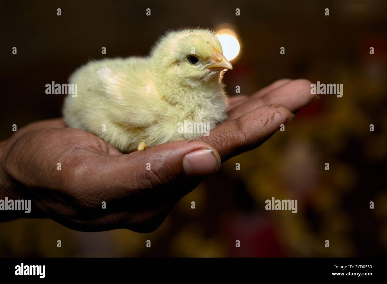 Fragile new life held gently in the palm of a hand Stock Photo - Alamy