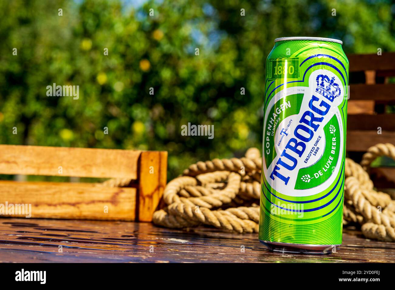 Tuborg beer can - condensation water droplets, outdoors background ...