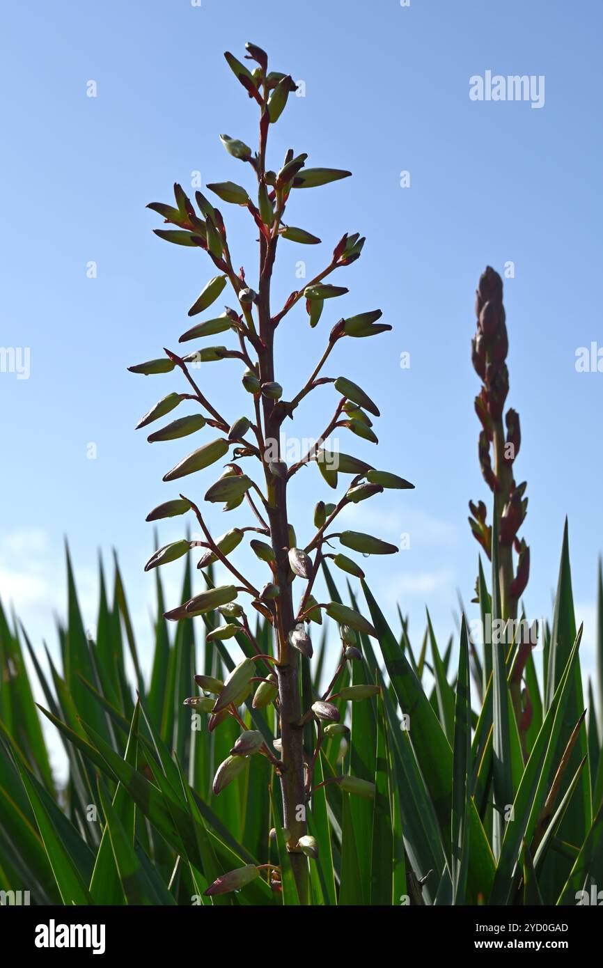 pink buds of autumn flowering Yucca gloriosa or Spanish dagger UK ...