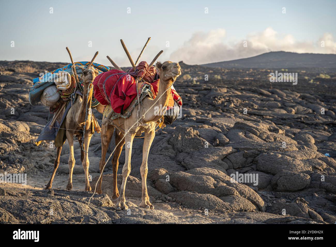 Camel at evening, Erta Ale volcano, Afar Depression, Ethiopia Stock ...