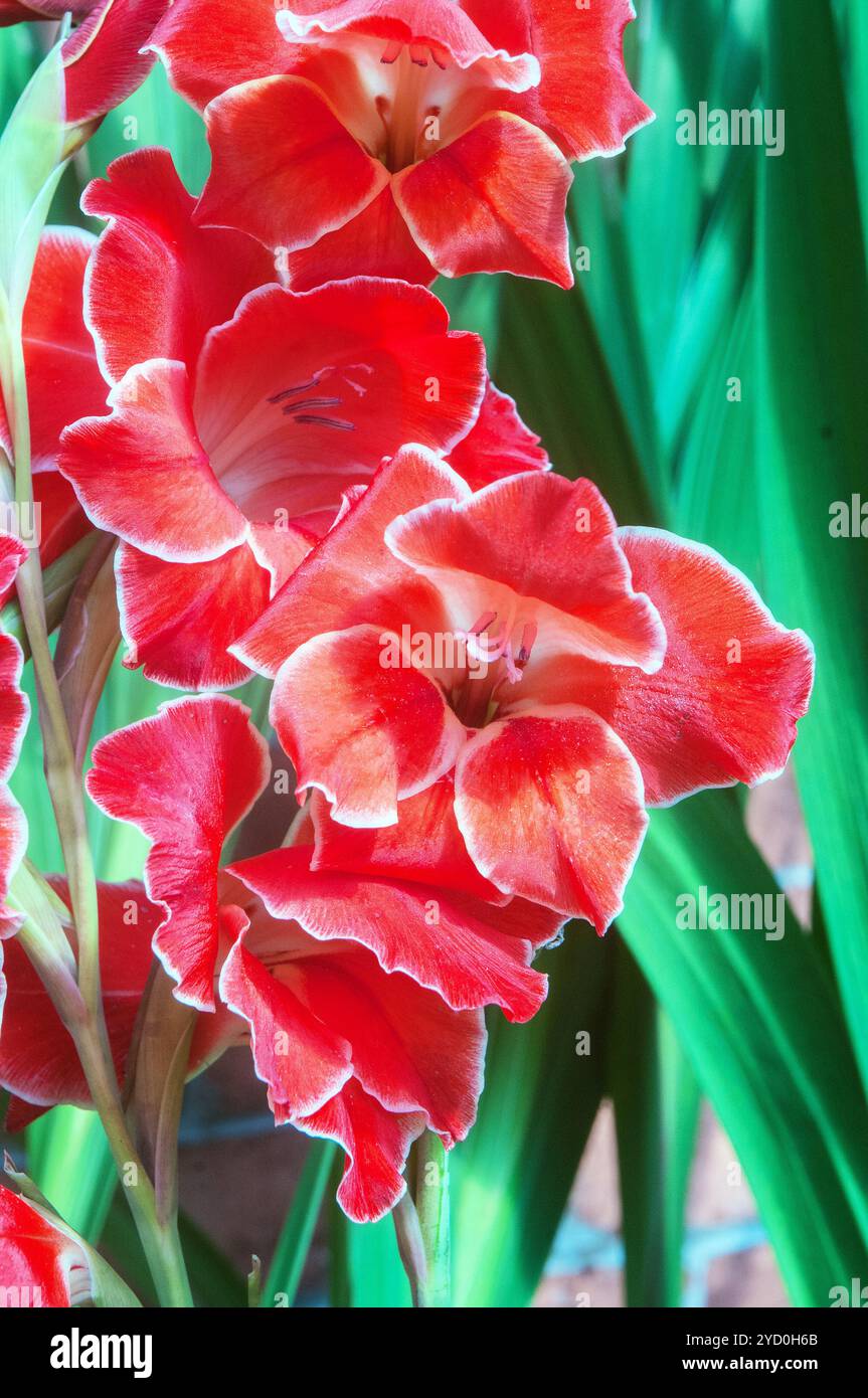 Gladioli atom hi-res stock photography and images - Alamy