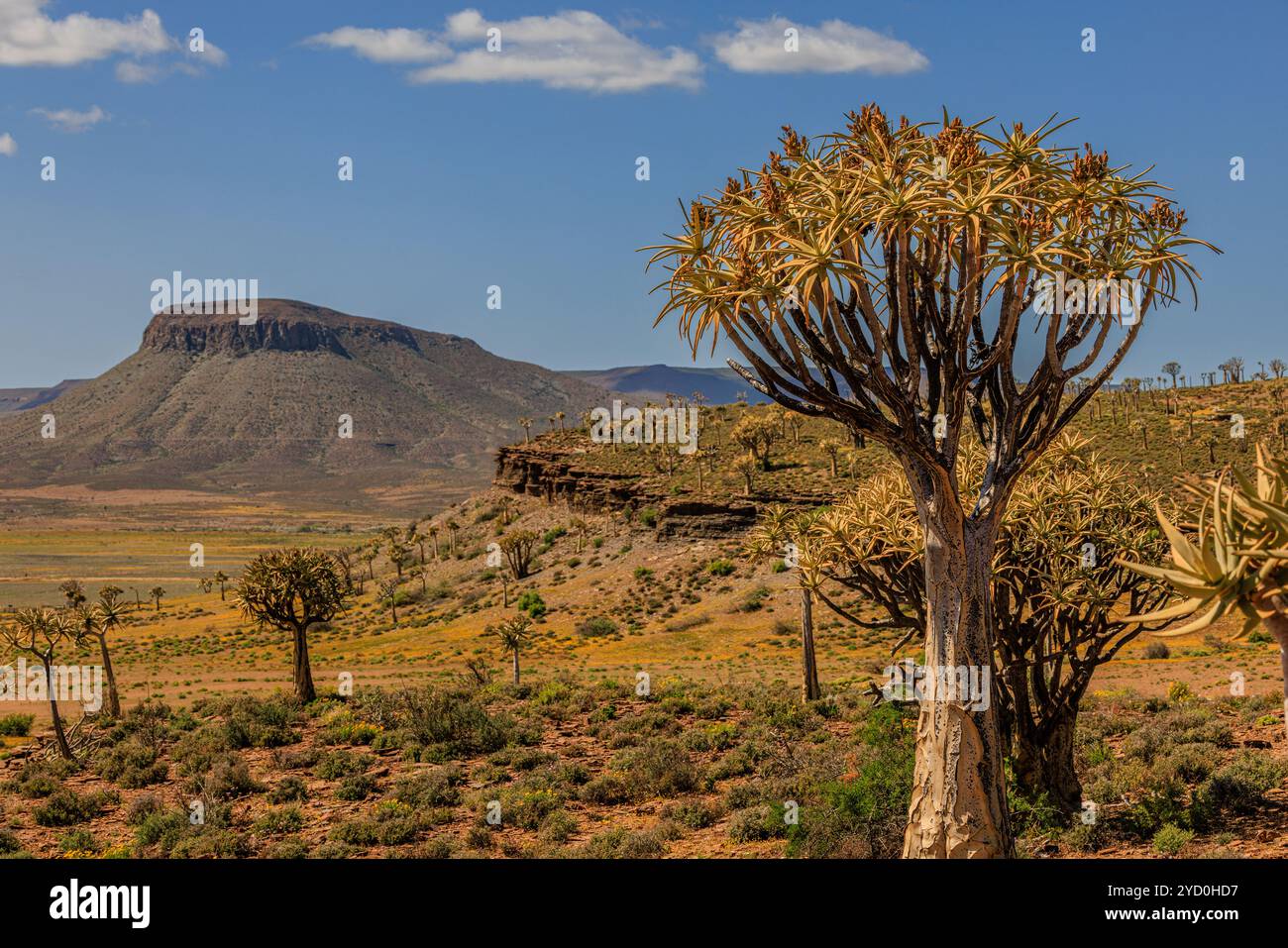 desert landscape of a quirky quiver tree in the foreground and a rocky ...