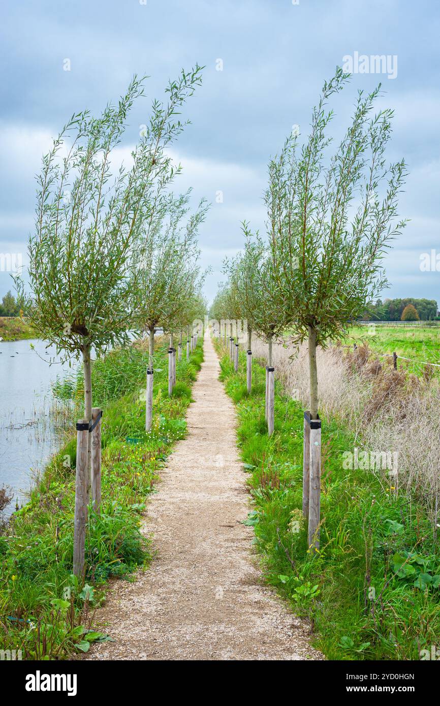 New walking path with willow trees on either side along a canal in the ...