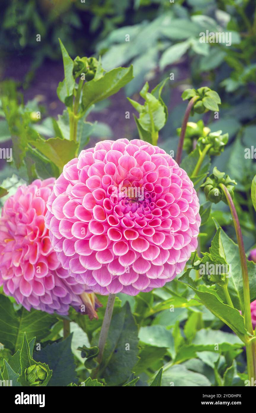 Close up of pair of Dahlia Jowey Winnie a small ball salmon pink dahlia ...
