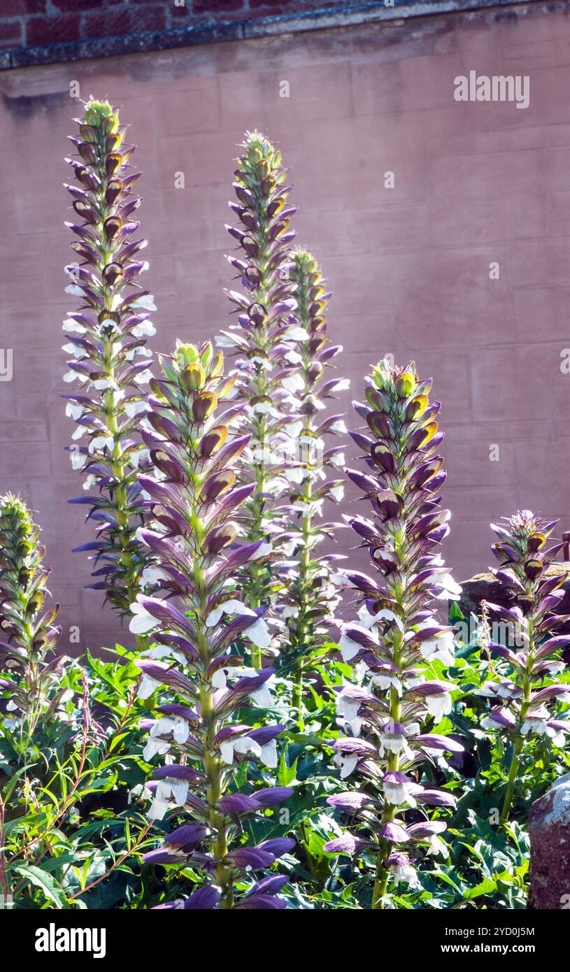Acanthus spinosus Bears Breeches a spinosissimus A architectural clump ...