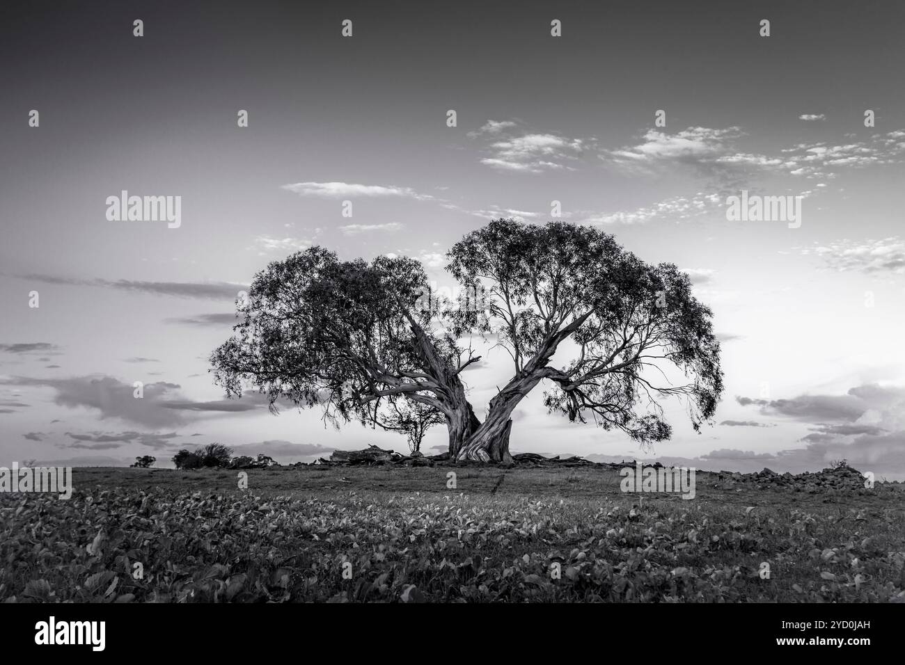 Texture of split in bark hi-res stock photography and images - Alamy