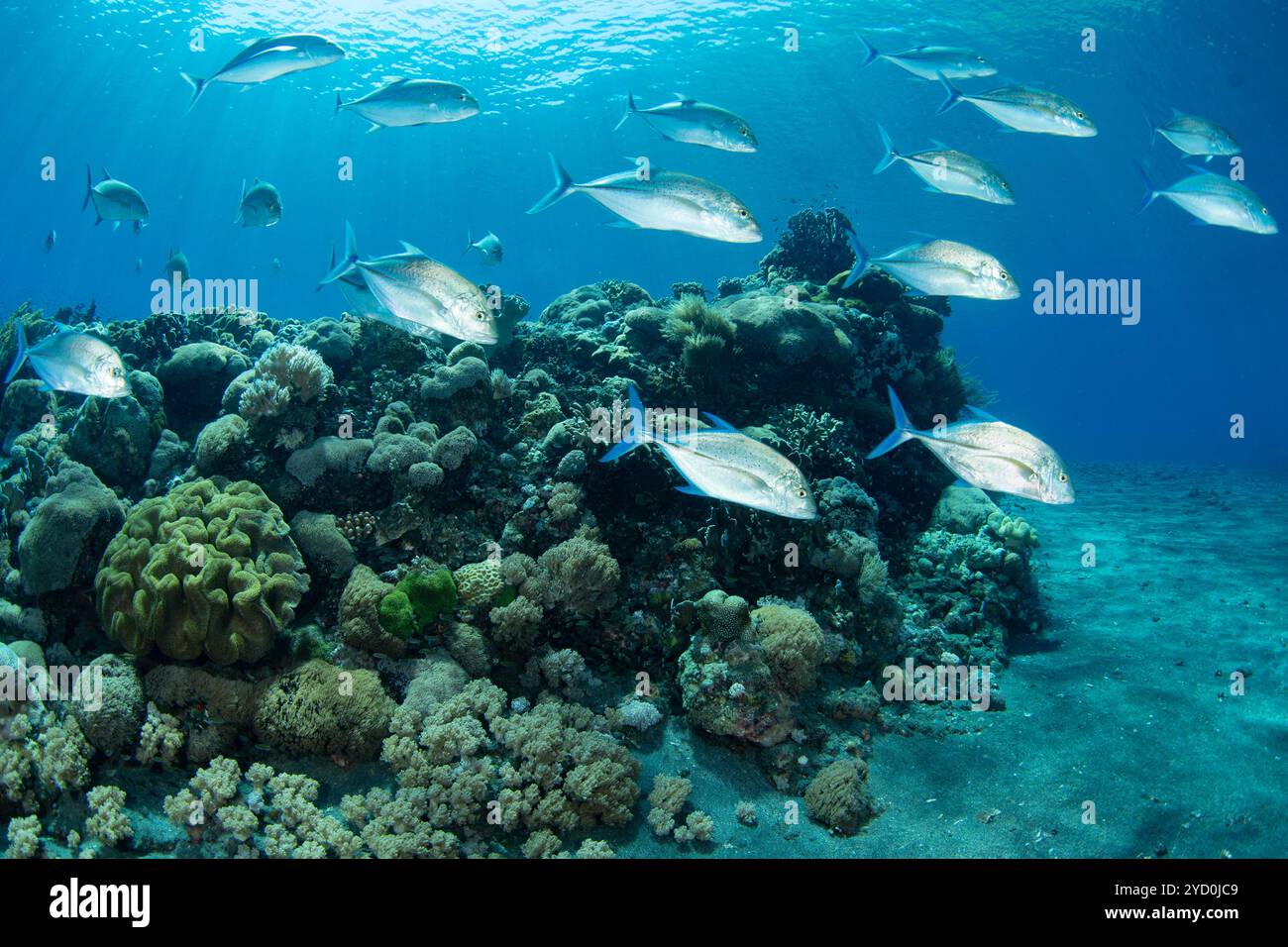 A school of Bluefin trevally, Caranx melampygus, swim over a remote ...