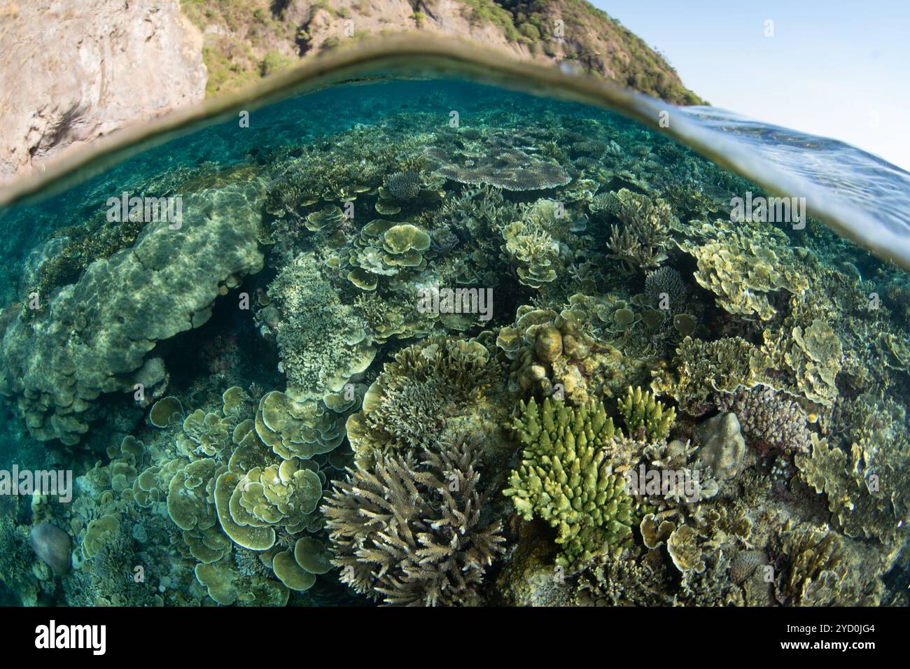 A beautiful and healthy coral reef thrives off a remote island in the ...