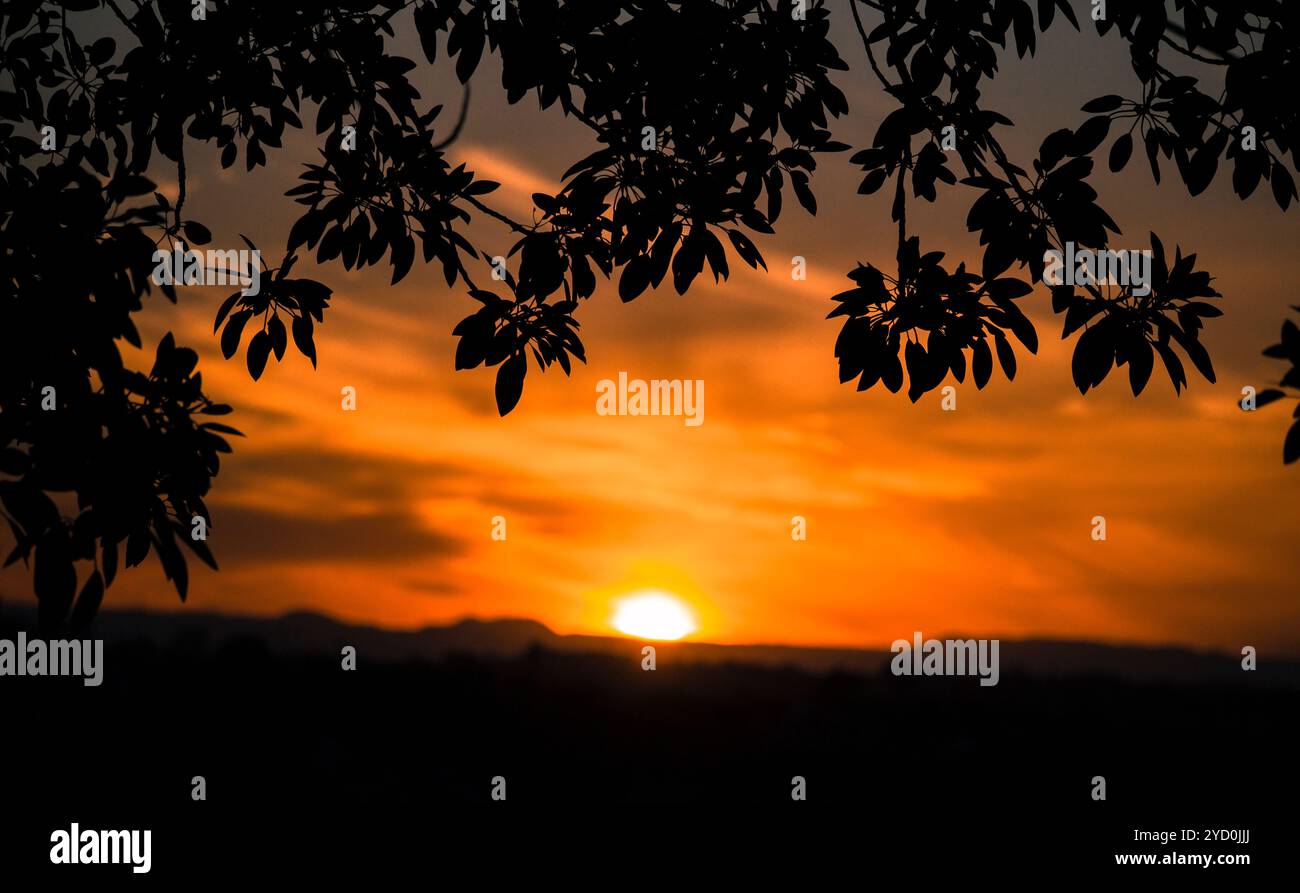 Framed sunset through the trees Stock Photo - Alamy