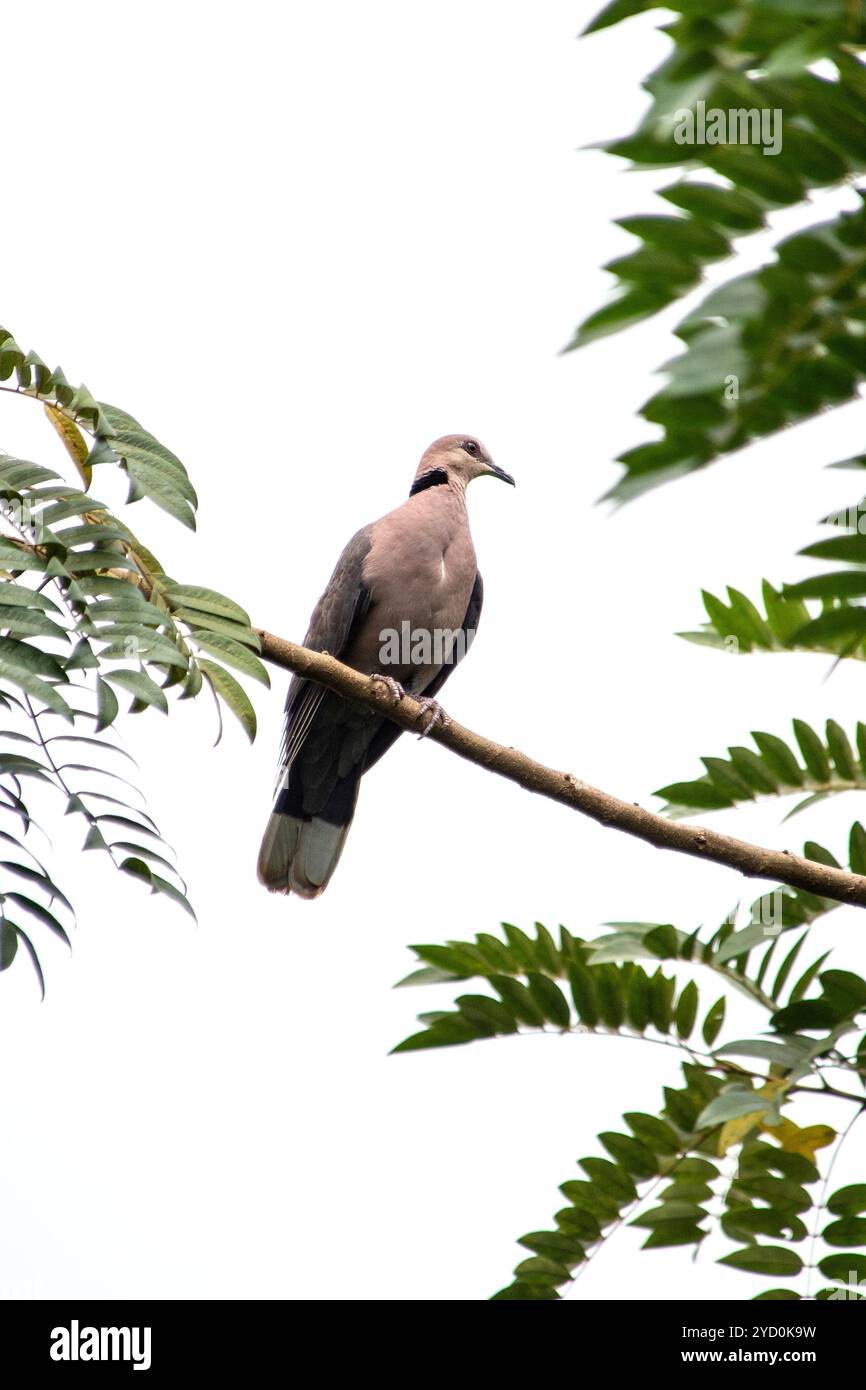 AFRICA MOURNING DOVE ( Streptopelia decipiens ) in Kasangati, Kampala ...