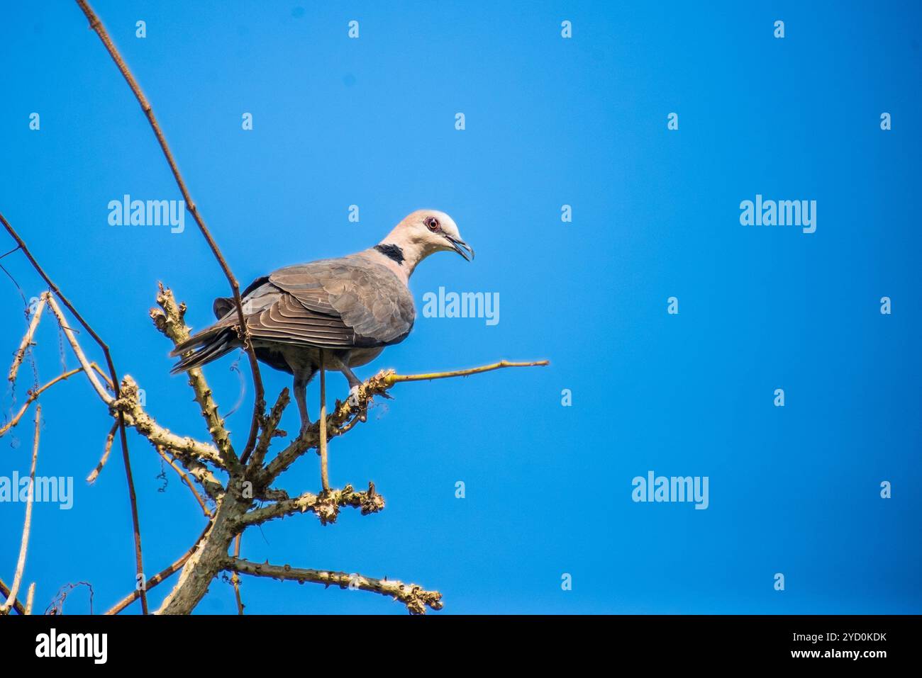 AFRICA MOURNING DOVE ( Streptopelia decipiens ) in Kasangati, Kampala ...