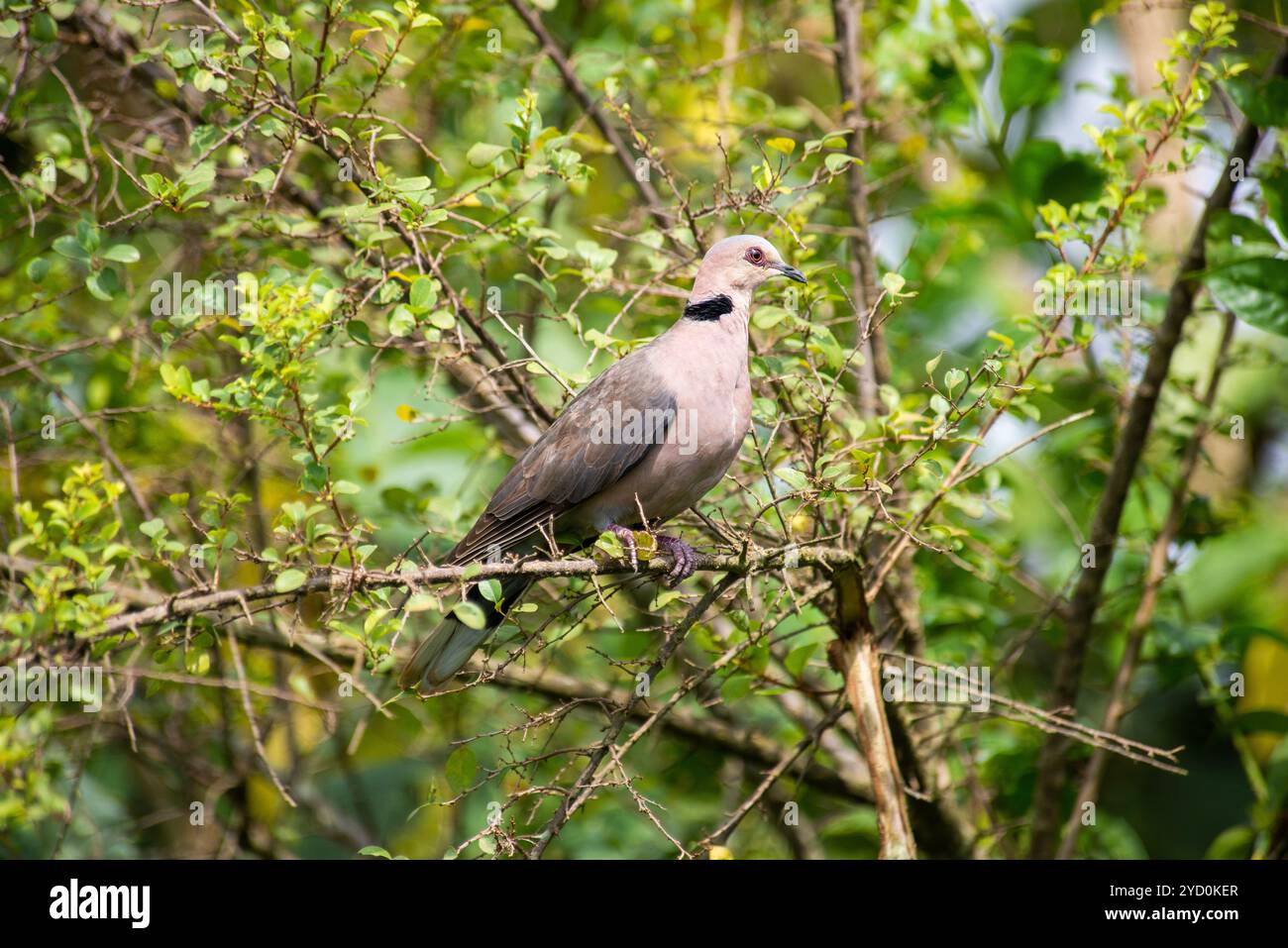 AFRICA MOURNING DOVE ( Streptopelia decipiens ) in Kasangati, Kampala ...