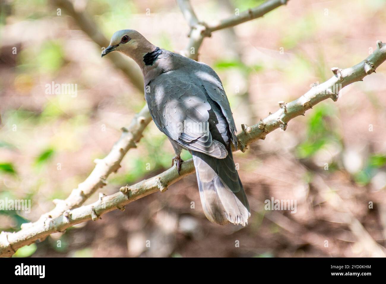 AFRICA MOURNING DOVE ( Streptopelia decipiens ) in Kasangati, Kampala ...