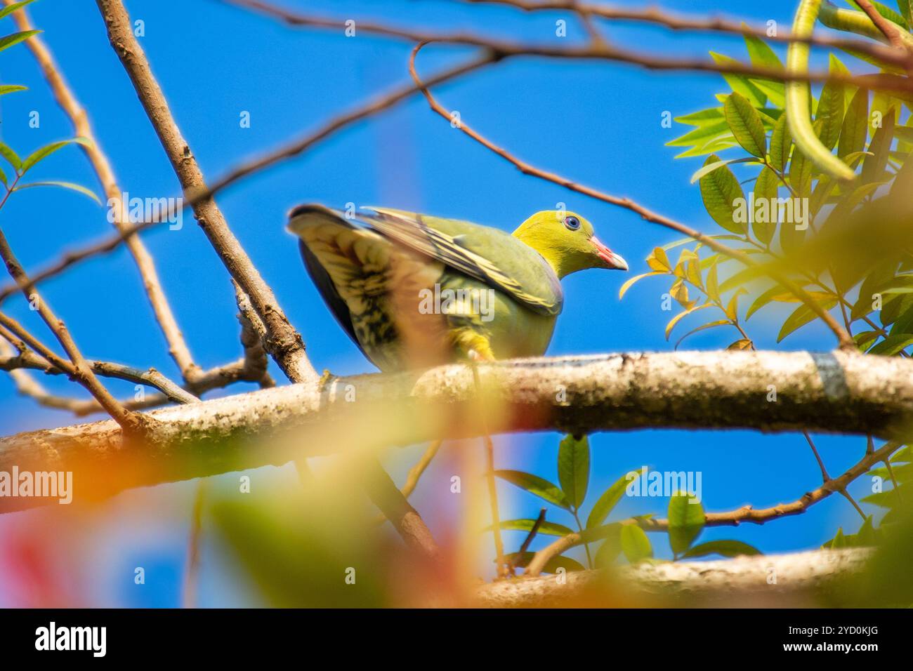 FRICAN GREEN PIGEON (Treron calvus ) Kasangati - Kampala Uganda Stock ...