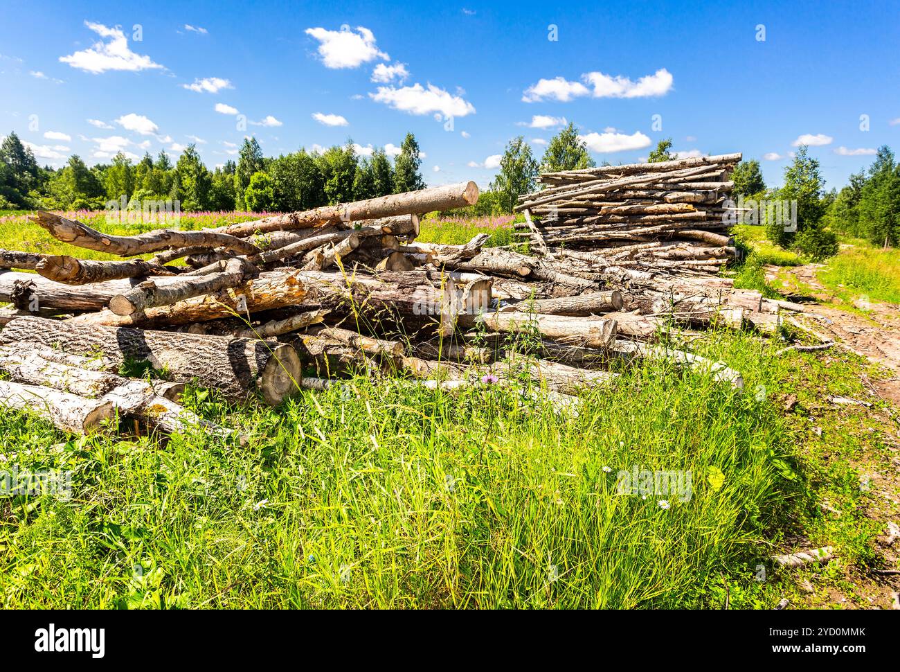 Cut tree logs piled up near a forest road Stock Photo - Alamy
