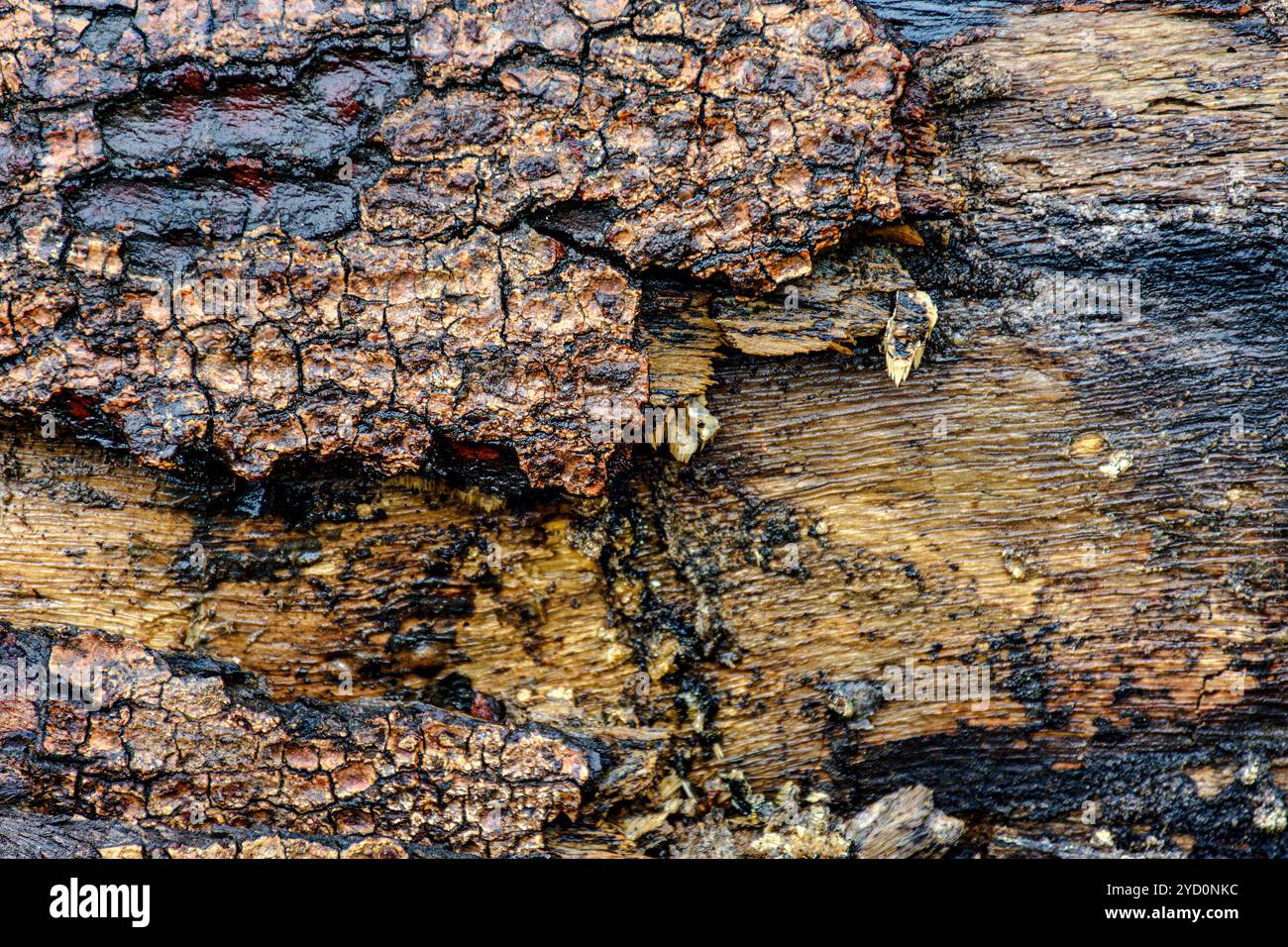 Wood texture on a tree trunk wet from rain Stock Photo - Alamy