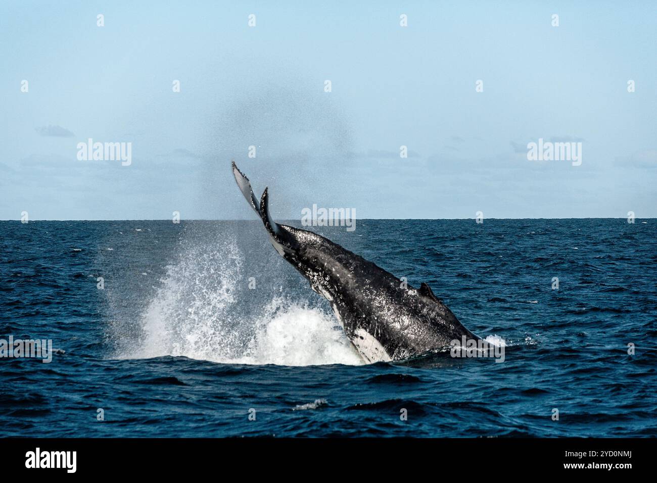 Whale Tail Slapping Stock Photo - Alamy
