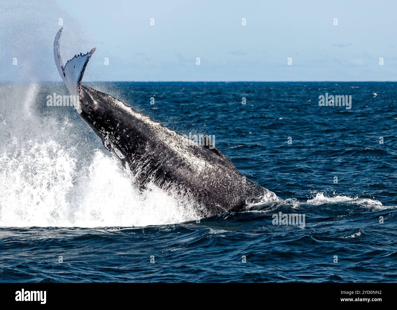 Whales migrating off the coast of Sydney Australia Stock Photo - Alamy
