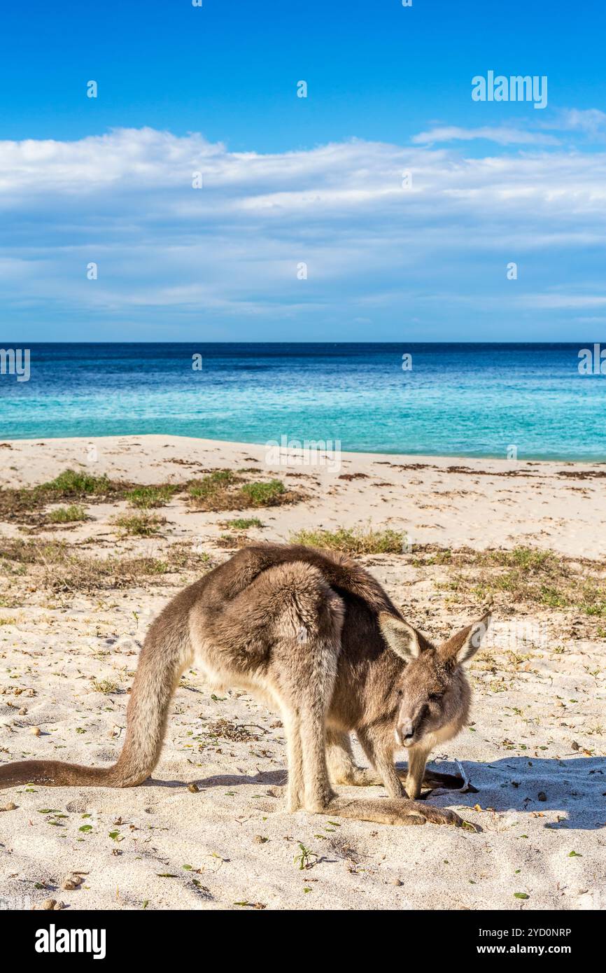 Native wildlife, the kangaroos on the beach in Australia Stock Photo ...