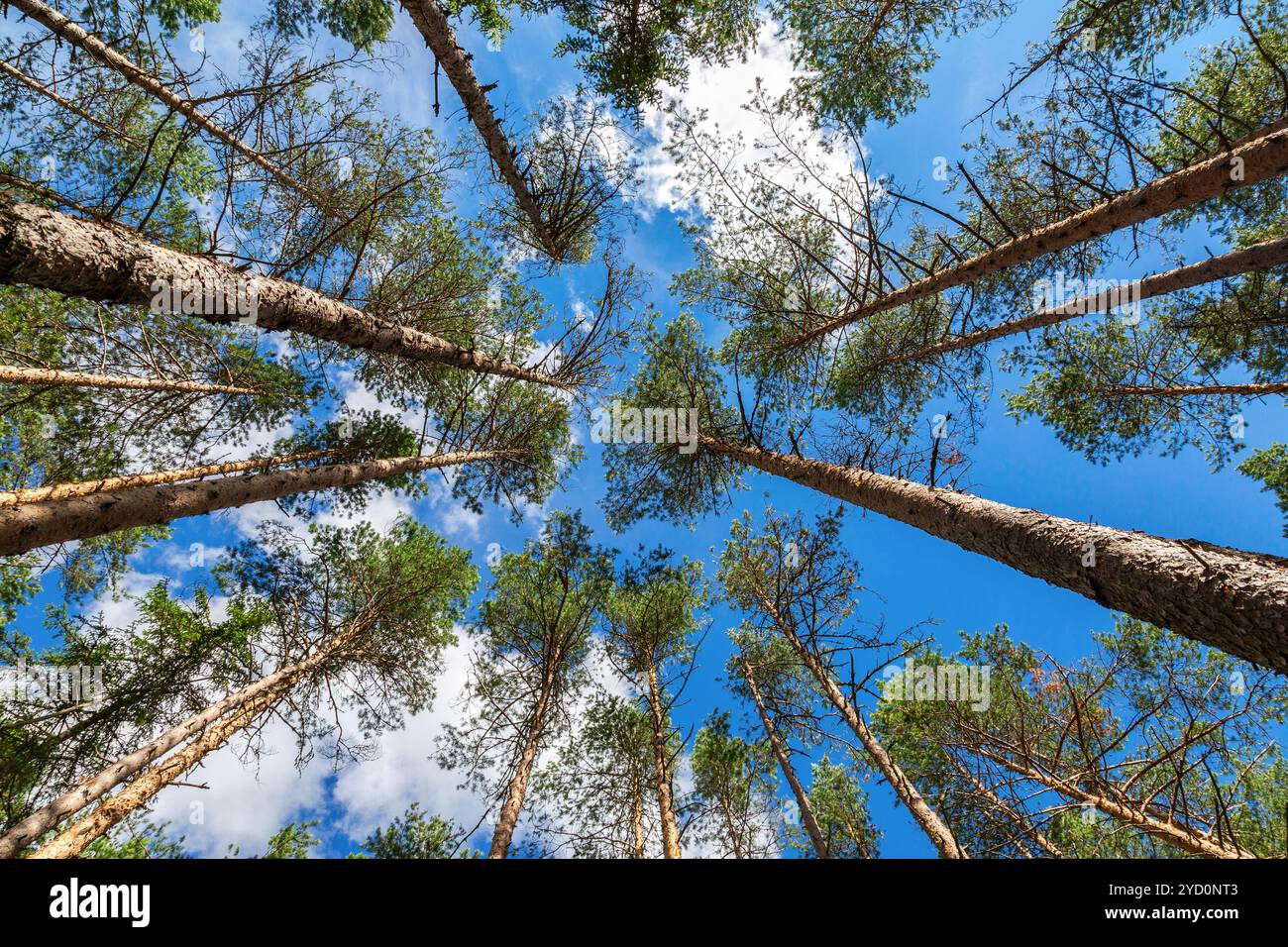 Giant trees in coniferous forest hi-res stock photography and images ...