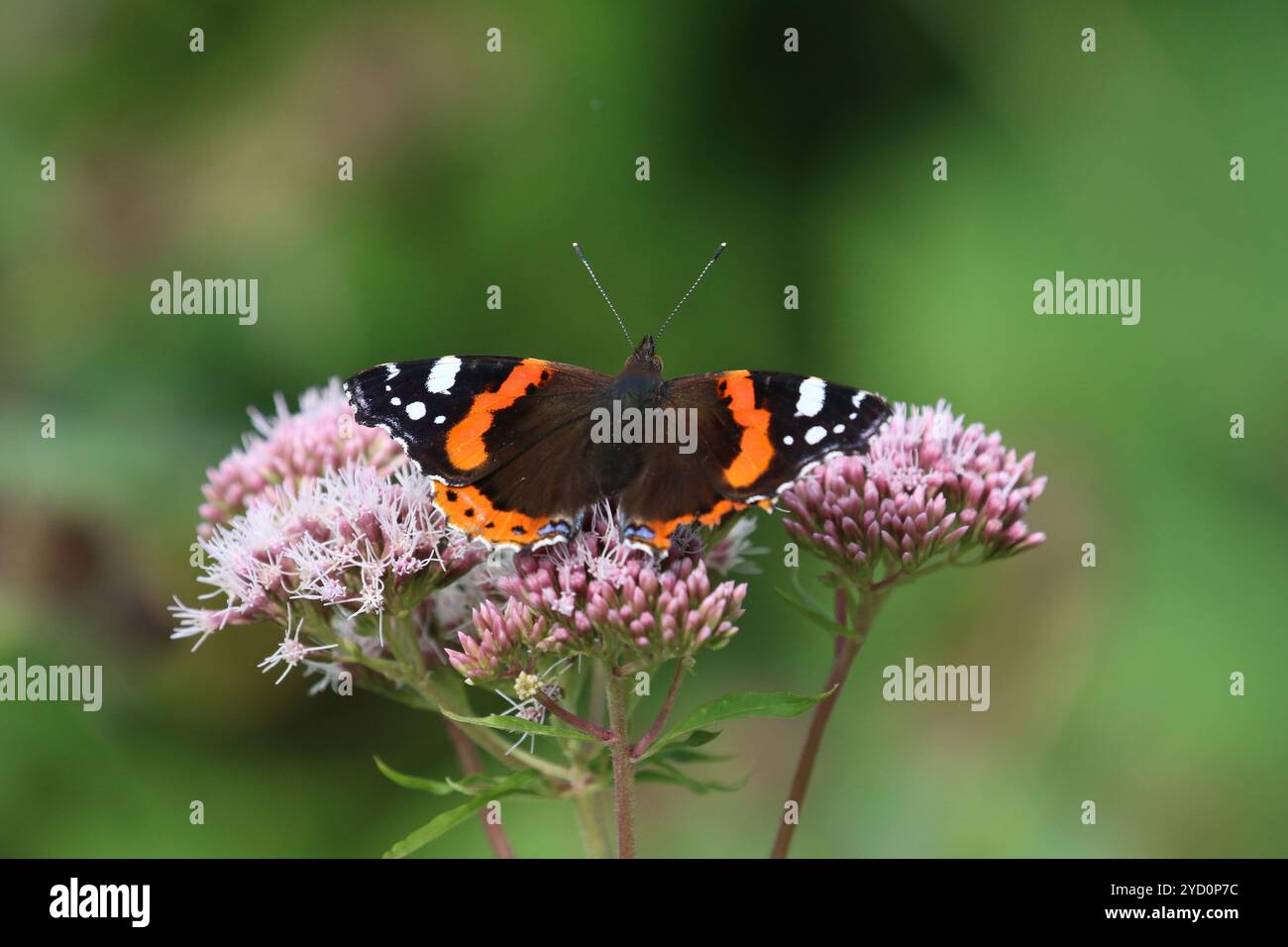 Red Admiral Butterfly - Vanessa atalanta Stock Photo - Alamy