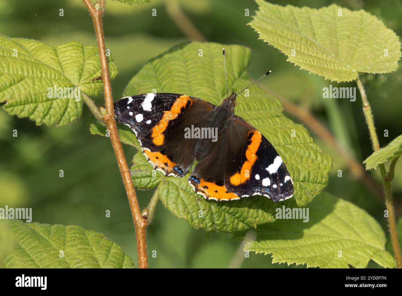 Red Admiral Butterfly - Vanessa atalanta Stock Photo - Alamy