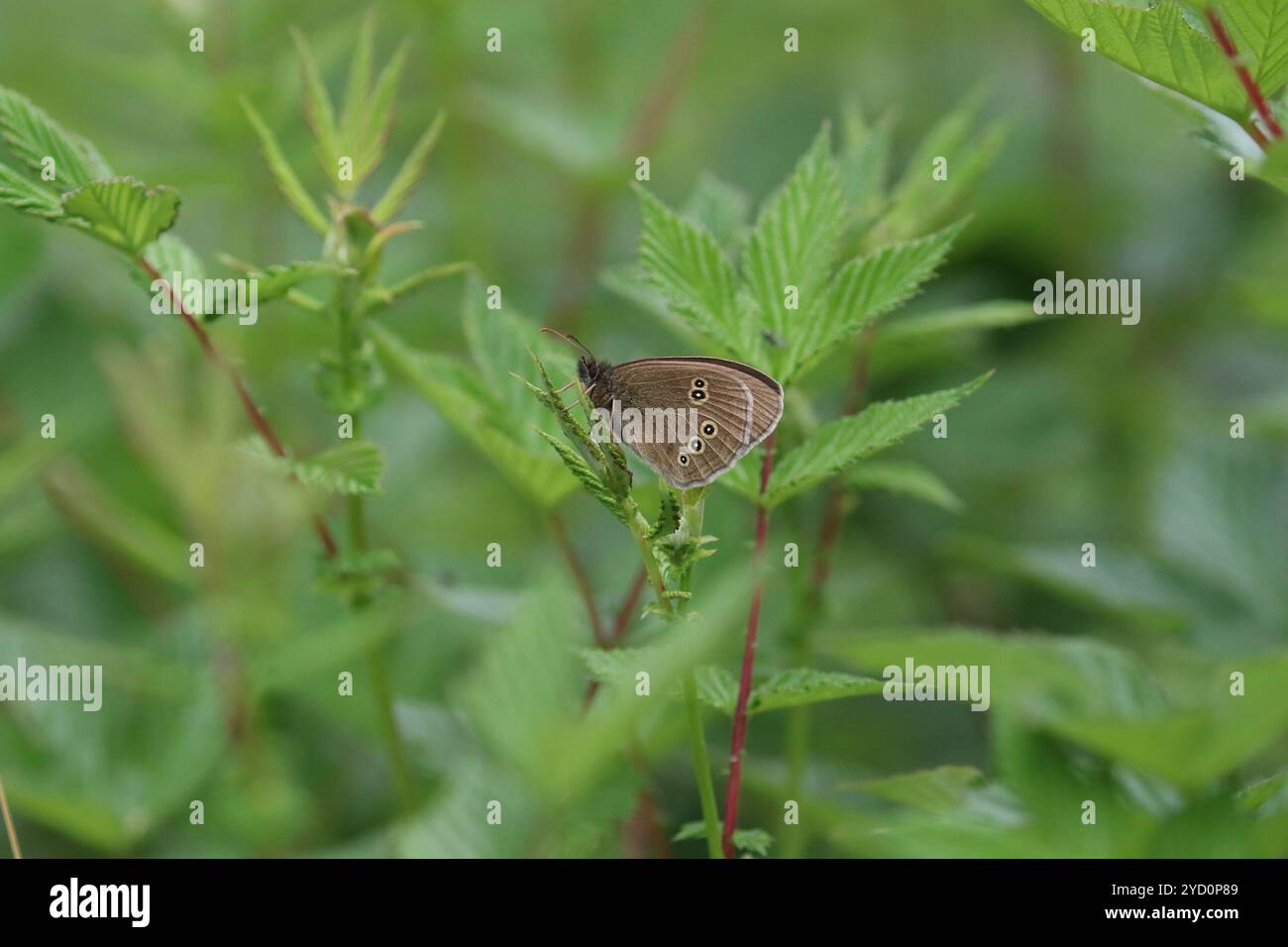 Ringlet Butterfly roosting - Aphantopus hyperantus Stock Photo - Alamy