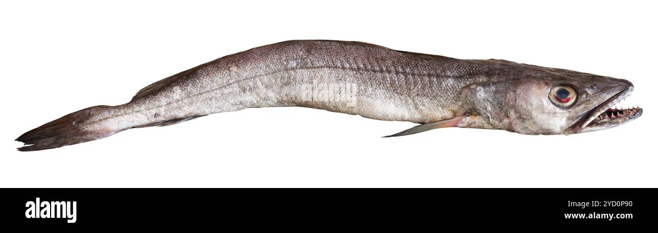 Raw merluccius on white background Stock Photo - Alamy