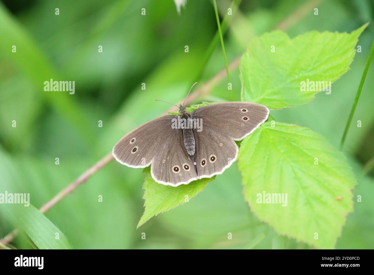 Ringlet Butterfly female with egg - Aphantopus hyperantus Stock Photo ...