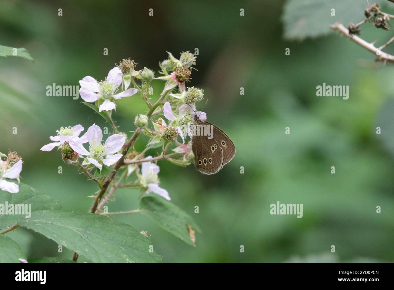 Ringlet Butterfly on Bramble flower - Aphantopus hyperantus Stock Photo ...