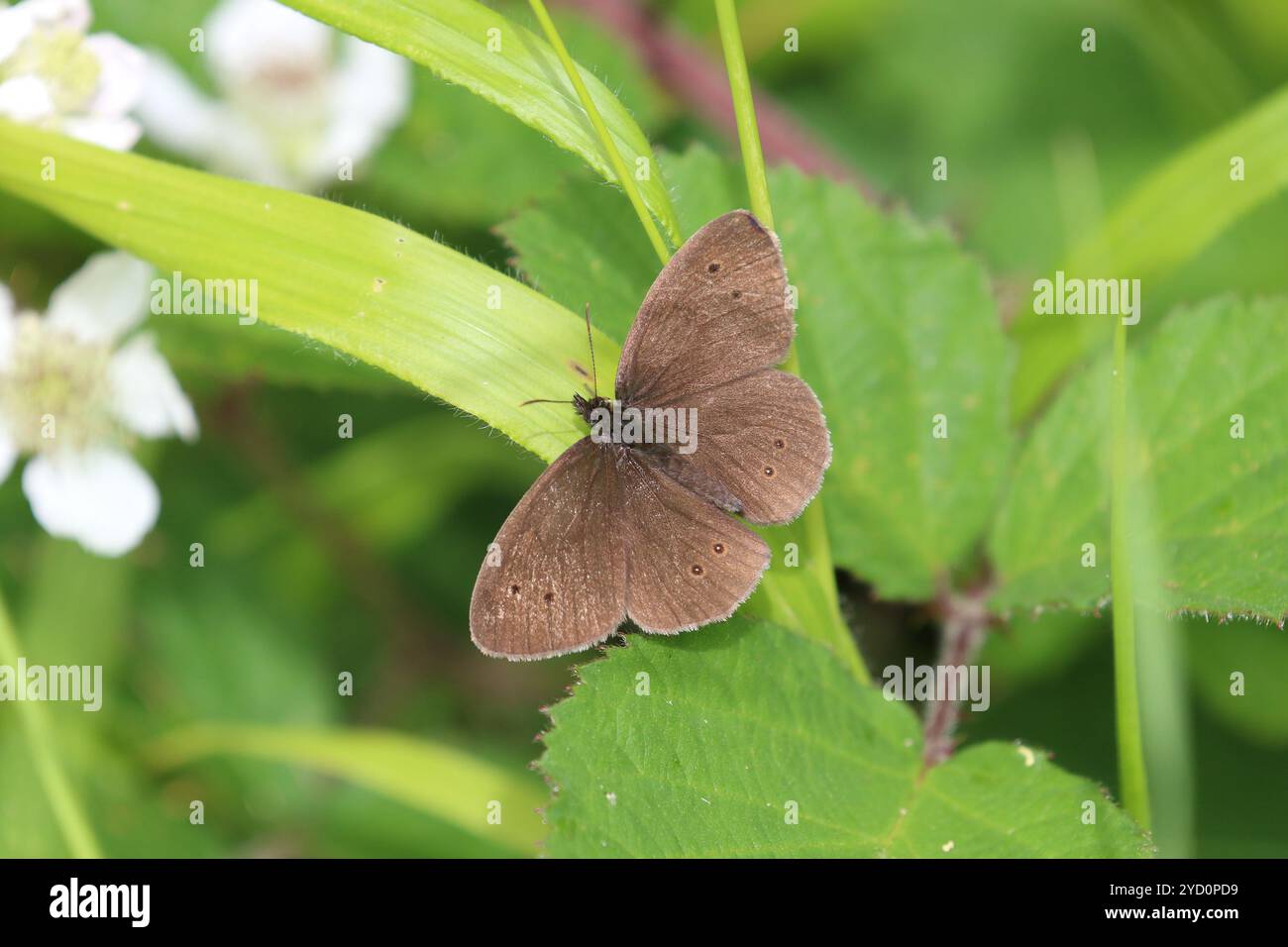 Ringlet Butterfly - Aphantopus hyperantus Stock Photo - Alamy