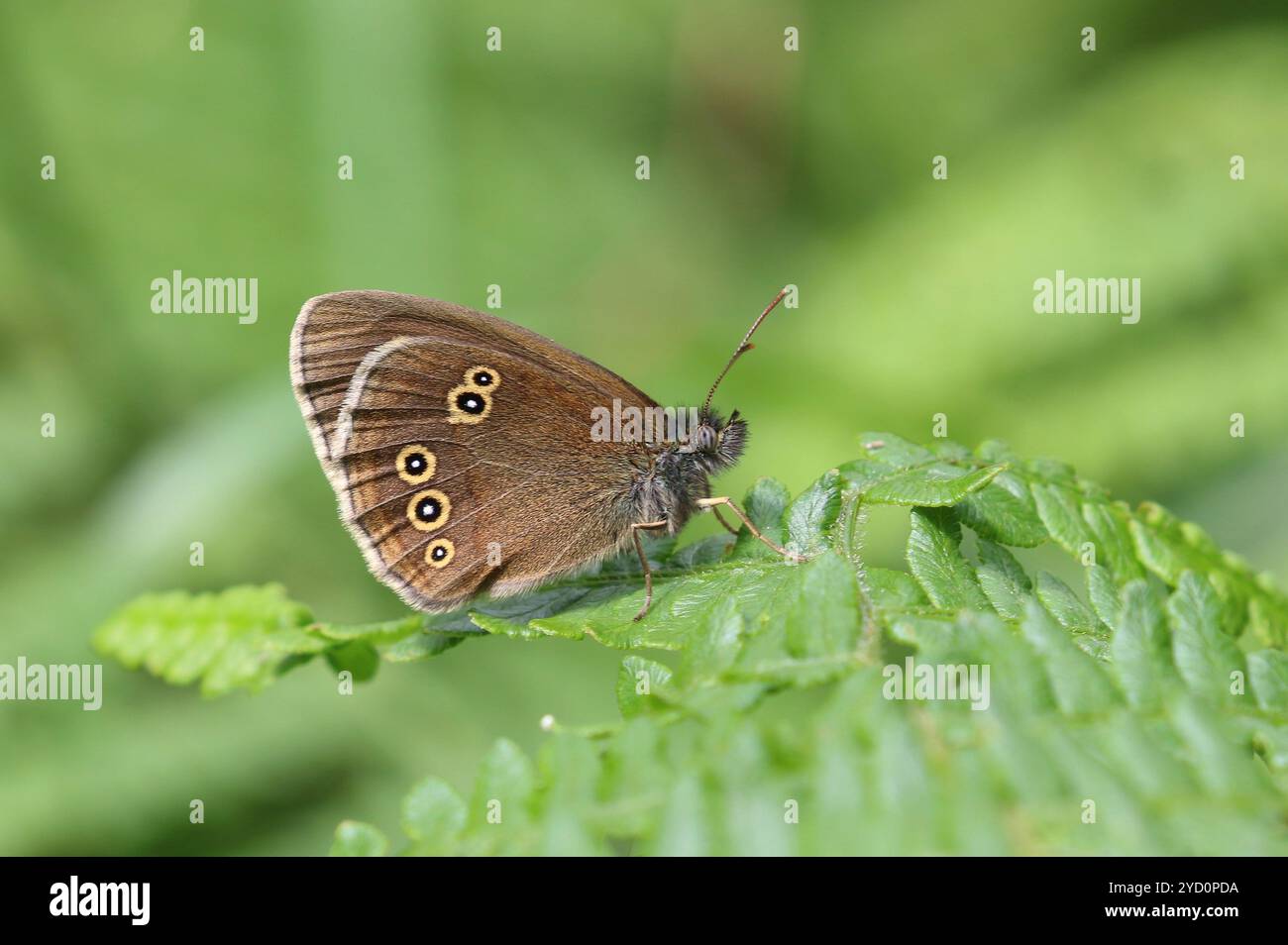 Ringlet Butterfly - Aphantopus hyperantus Stock Photo - Alamy