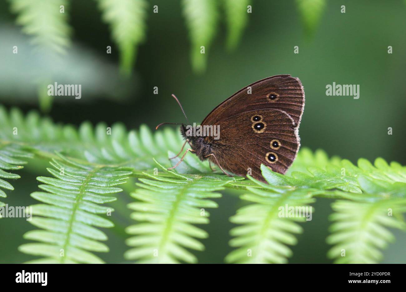Ringlet Butterfly - Aphantopus hyperantus Stock Photo - Alamy
