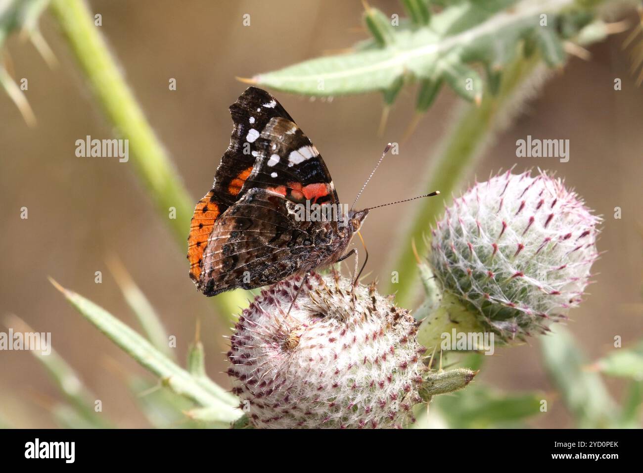 Red Admiral Butterfly - Vanessa atalanta Stock Photo - Alamy