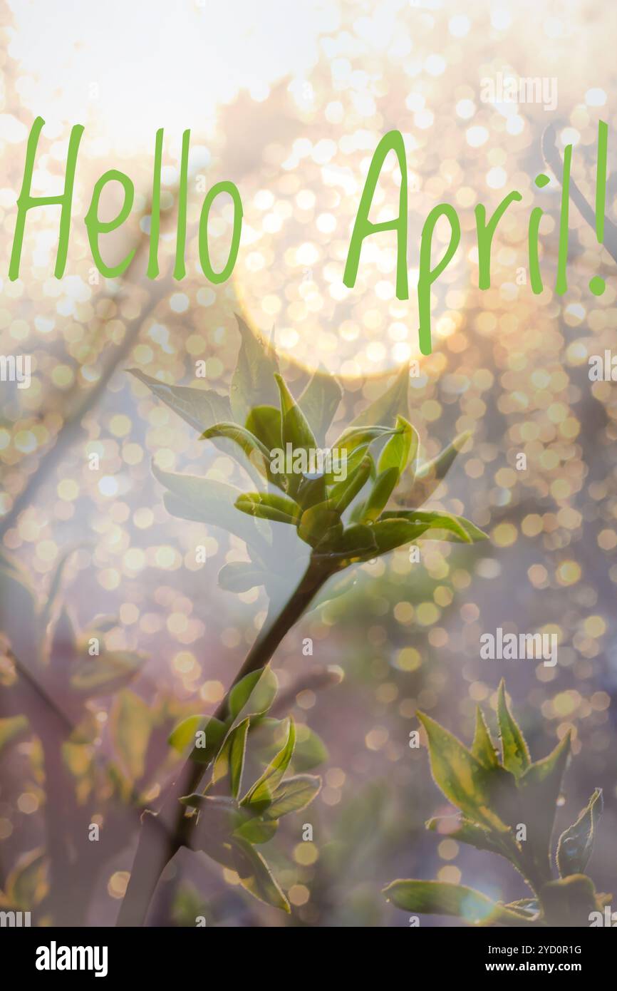 Banner hello april. Hi spring. Hello April. Welcome card We are waiting ...