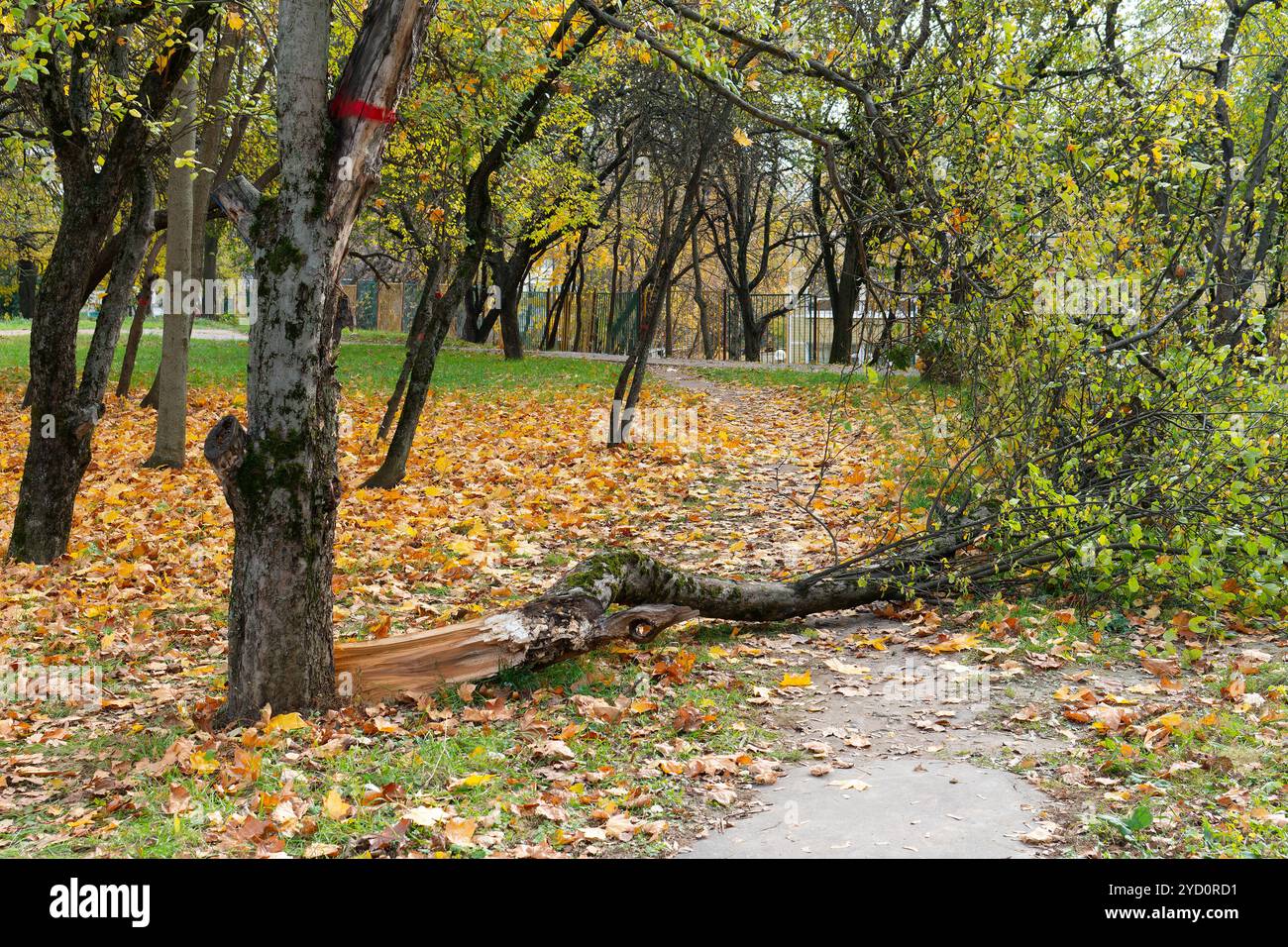 pebble tree outdoor trunk en old parkbench park leaf background chair ...