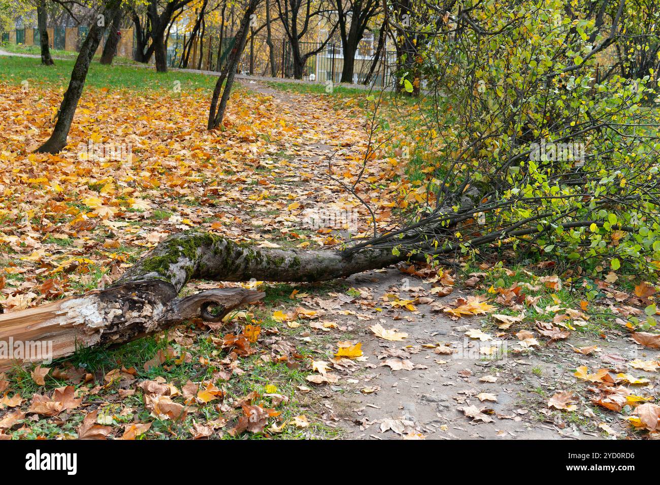 background pebble parkbench road outdoor forest one green tree en old ...