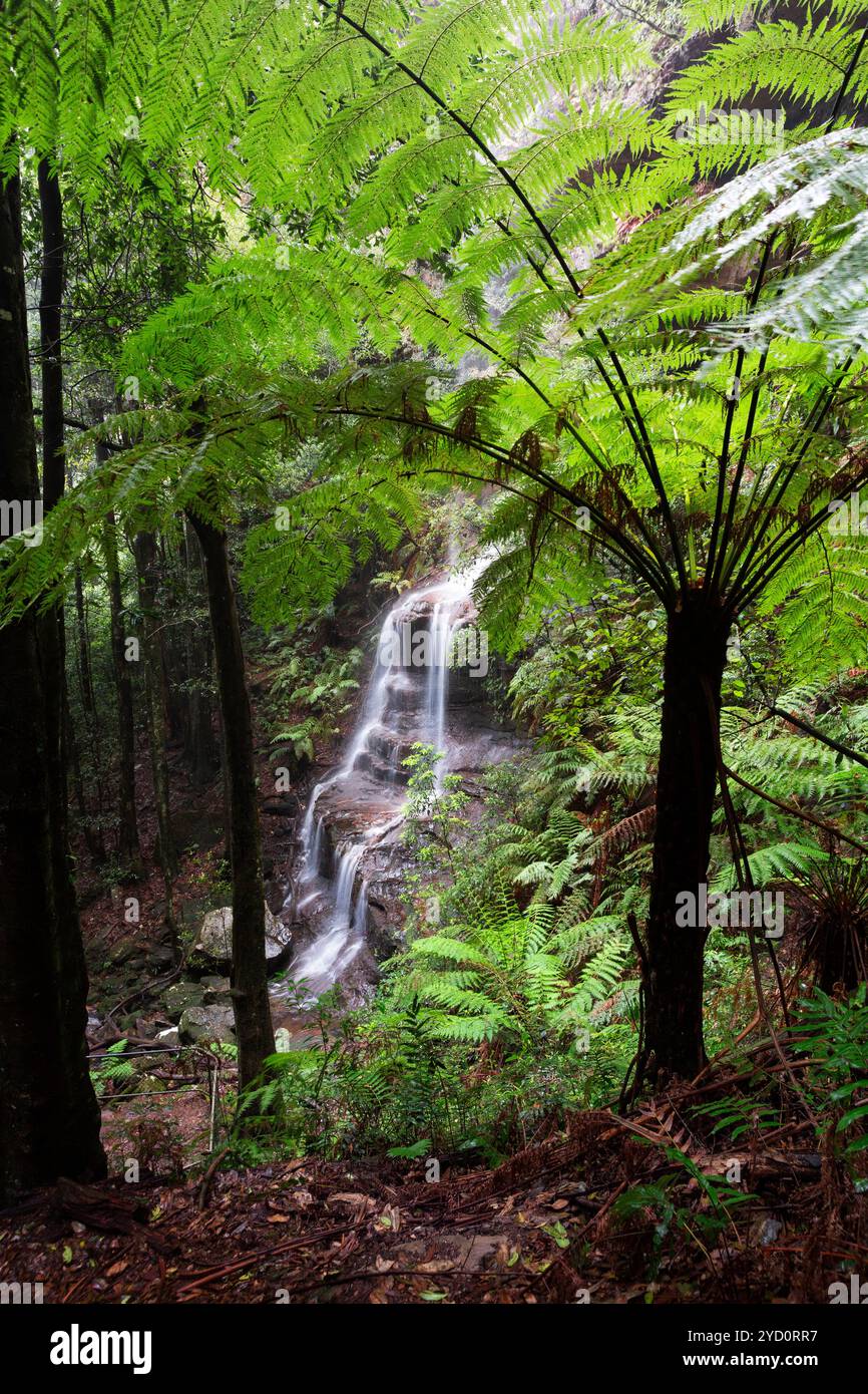 Views to waterfall through large tree ferns Stock Photo - Alamy