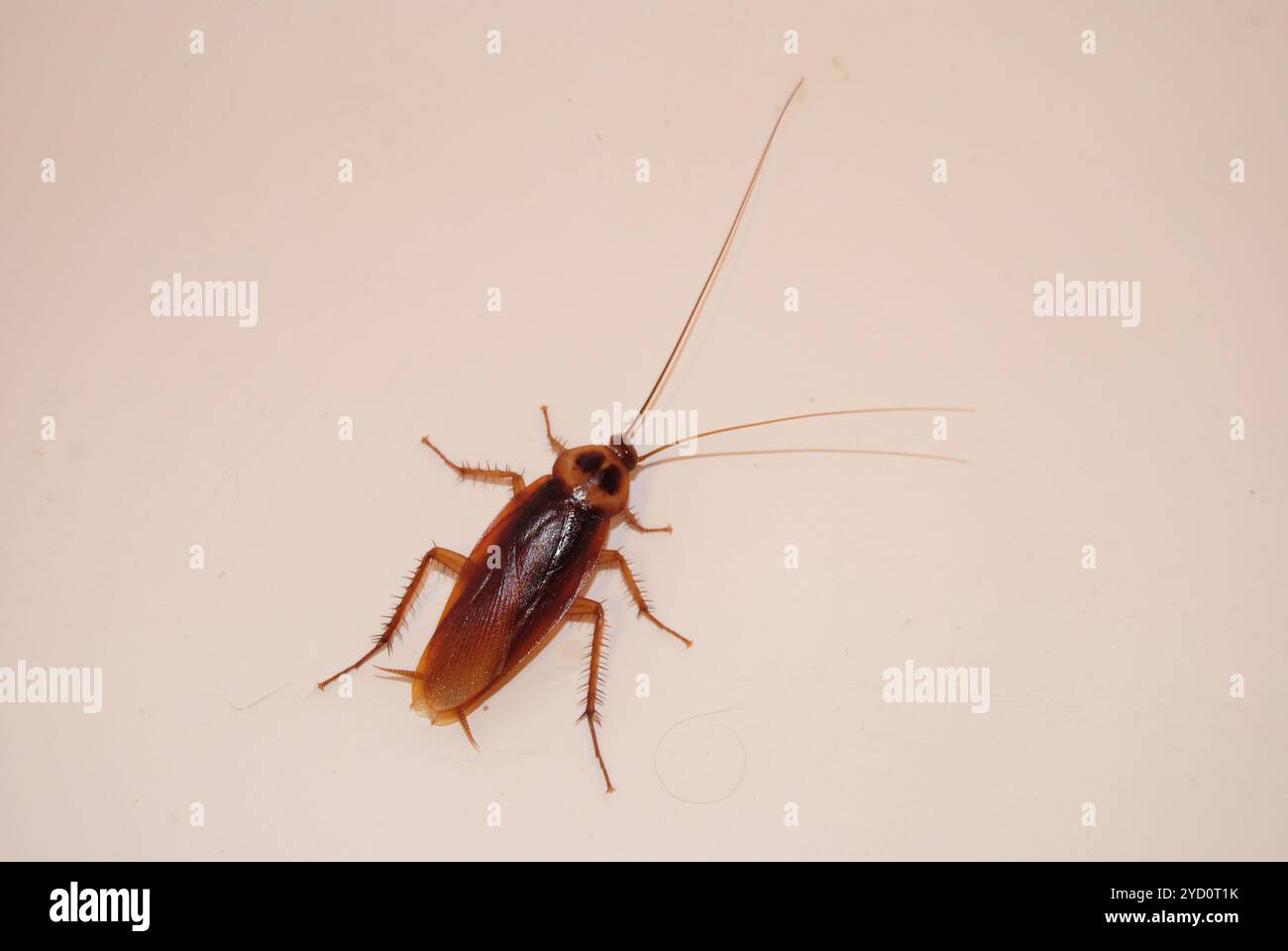 Close up cockroach insects hi-res stock photography and images - Alamy