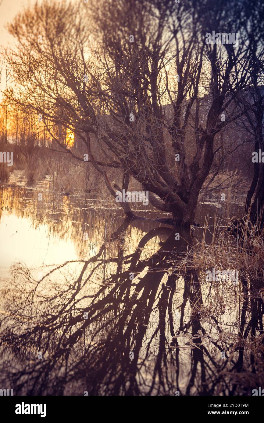 A tree is reflected in a puddle. Spring paintings. Puddles and mud ...