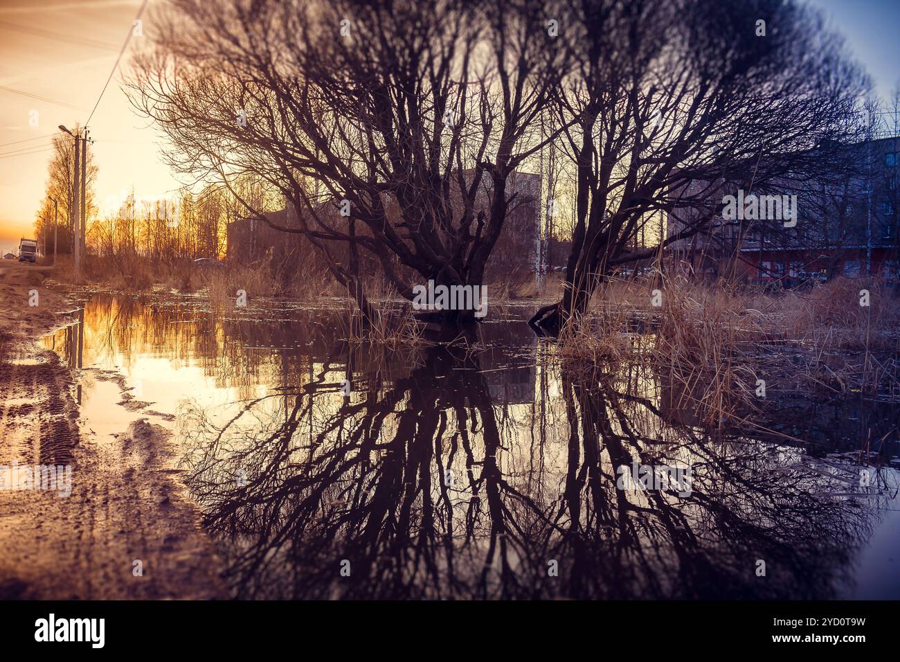 A tree is reflected in a puddle. Spring paintings. Puddles and mud ...
